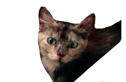 Gata Carey (Madre de PeloSombra) | Wine xd Wiki | Fandom