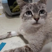 PeloOveja | Wine xd Wiki | Fandom