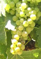 Viognier | Wine | Fandom