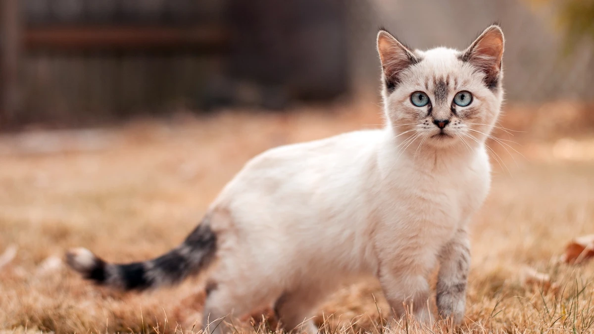 Emerlind Wind Cat | Wing Haven Wiki | Fandom