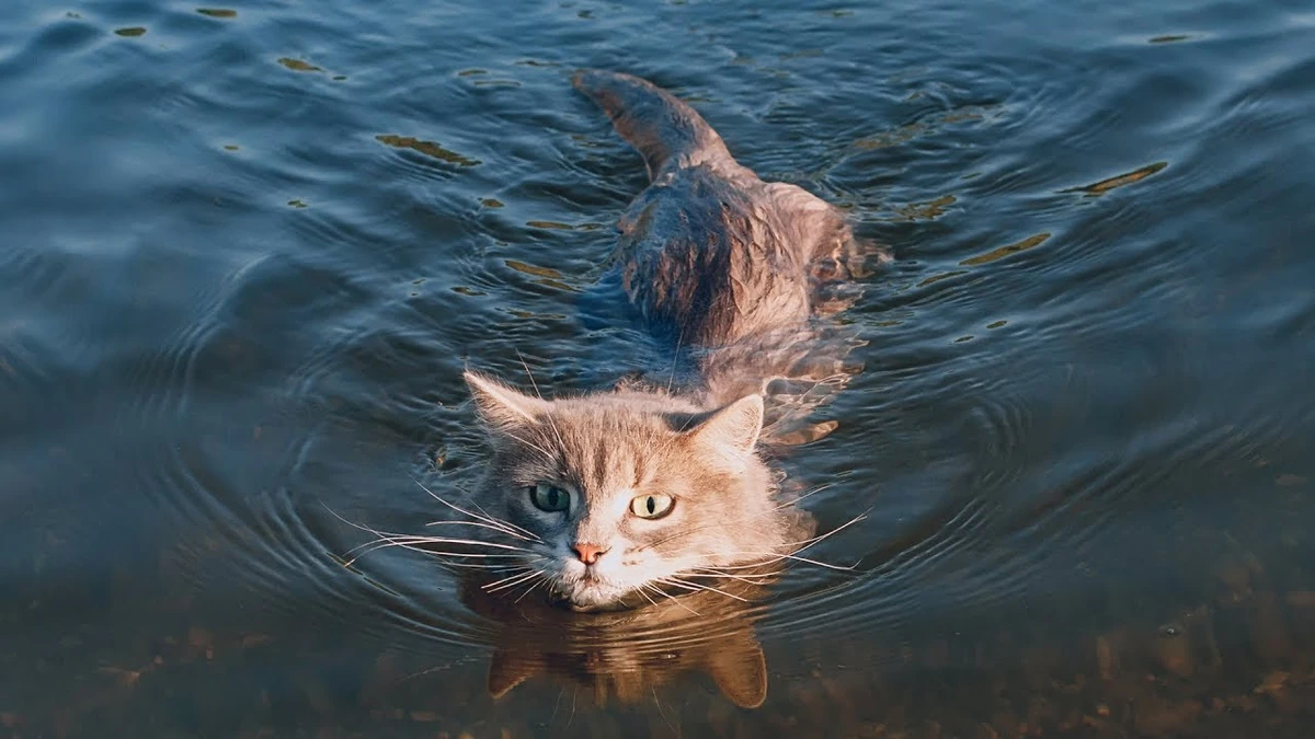 Wuruthish Water Cat | Wing Haven Wiki | Fandom