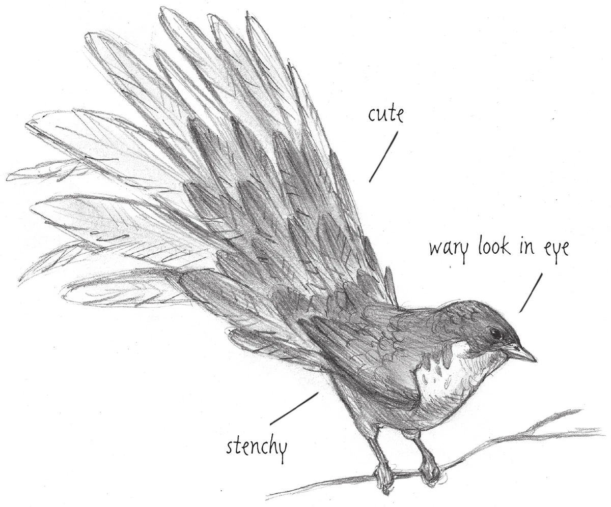 Fazzle doves | Wingfeather Saga Wiki | Fandom