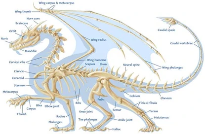 Dragon Bone Structure | Wings of Fire Evolutions Wiki | Fandom