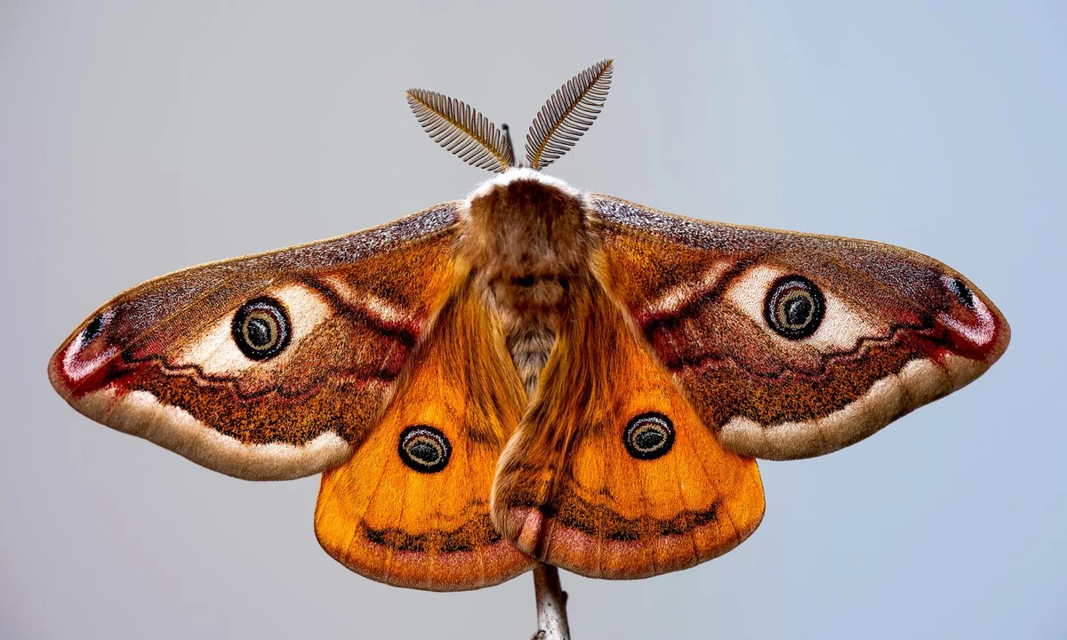 Mothwing | Wings of Fire Fanon Wiki | Fandom