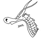 SilkWings | Wings of Fire Fanon Wiki | Fandom