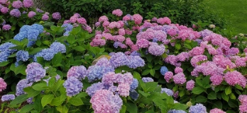 Hydrangea (Starlight) | Wings of Fire Fanon Wiki | Fandom