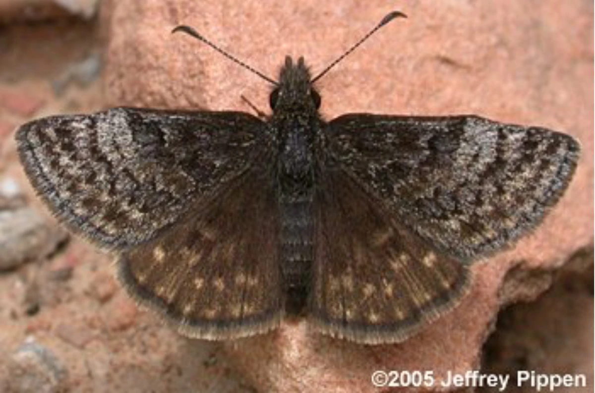 Duskywing (Ocean Curse) | Wings of Fire Fanon Wiki | Fandom