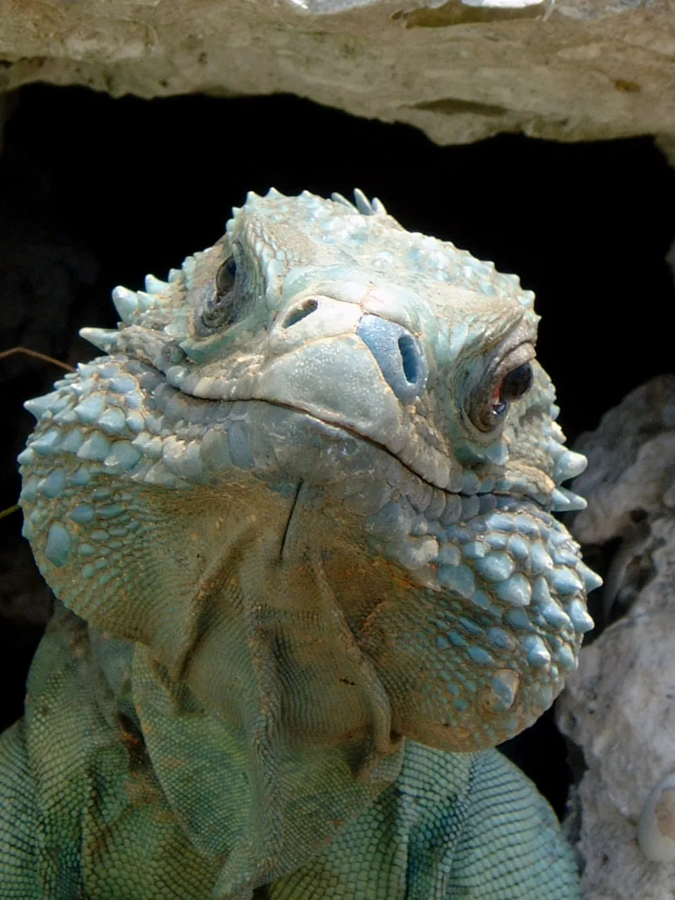 Narcissistic iguana | Wings of Fire Fanon Wiki | Fandom