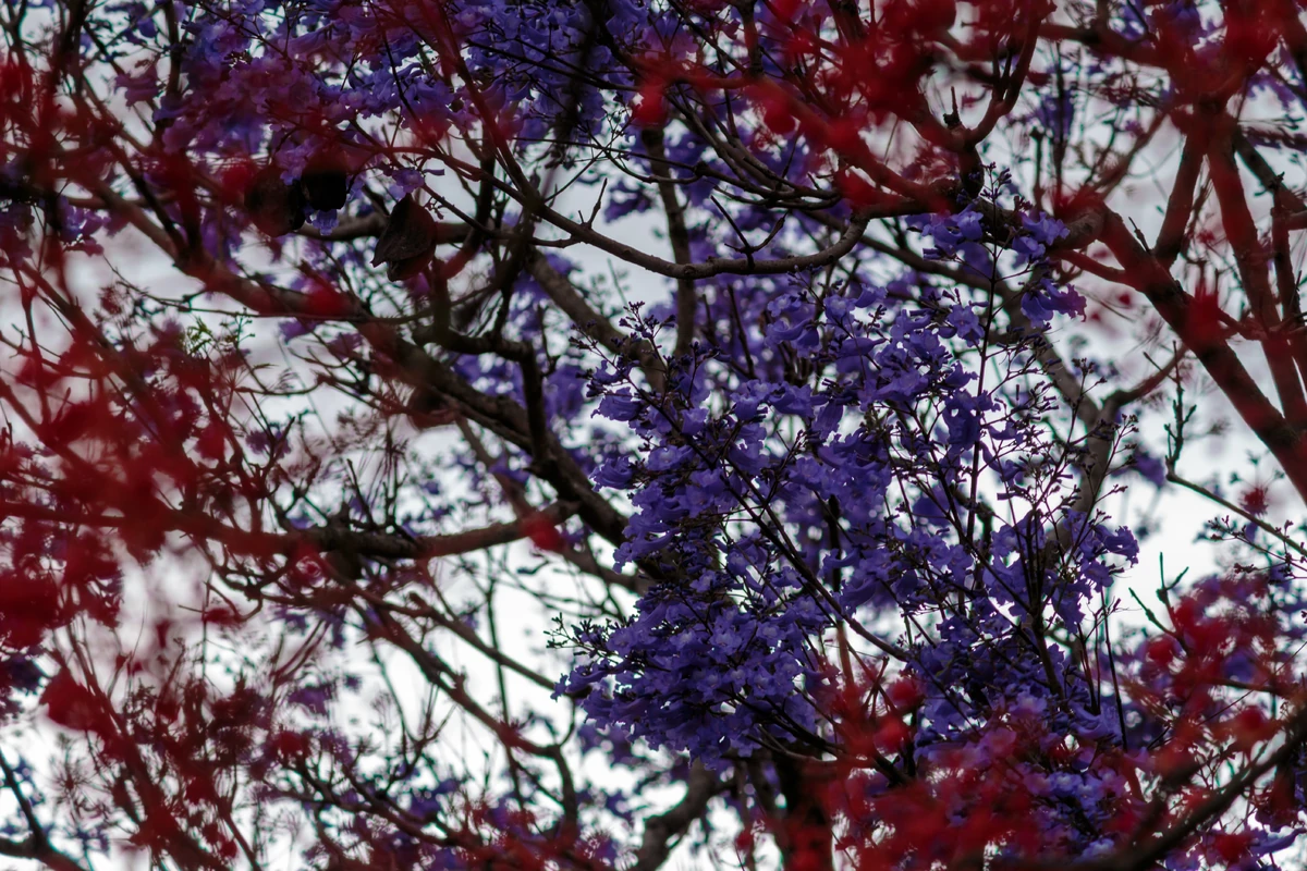 Jacaranda | Wings of Fire Fanon Wiki | Fandom