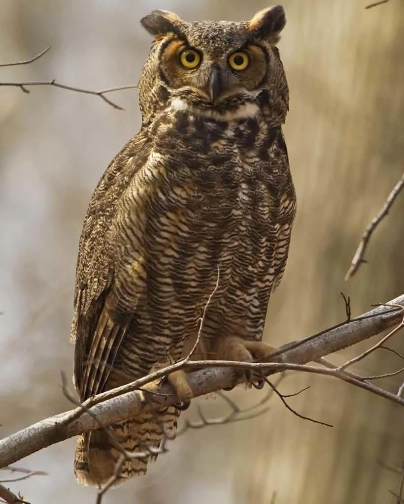 Owl | Wings of Fire Fanon Wiki | Fandom