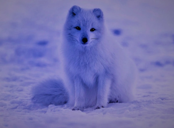 Whisper~ | Wings of Fire Fanon Wiki | Fandom