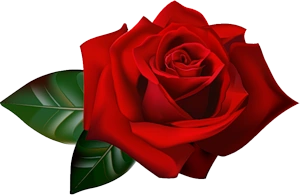 Bloodrose (city) | Wings of Fire Fanon Wiki | Fandom