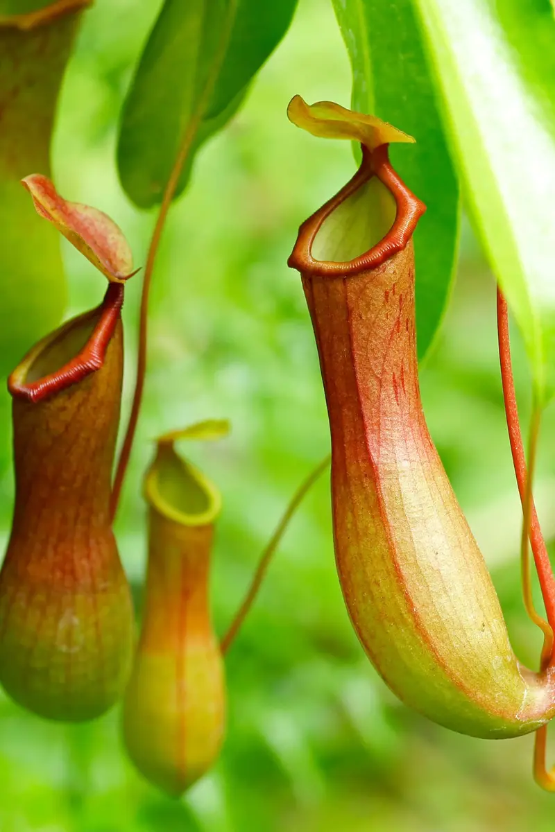 Queen Pitcher | Wings of Fire Fanon Wiki | Fandom