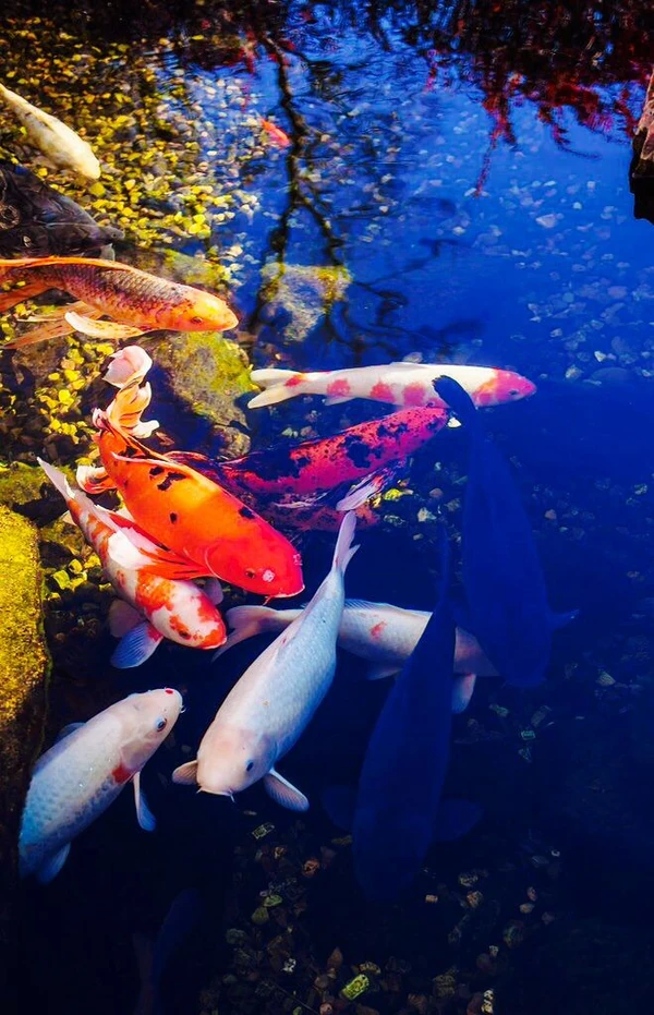 Koi Fish Tumblr Theme