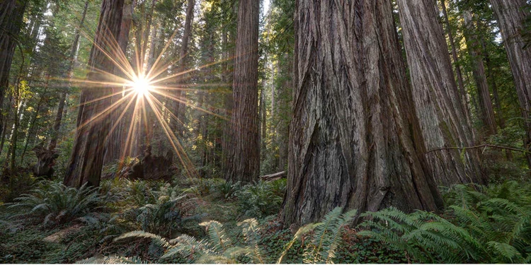 Redwood (Charlie) | Wings of Fire Fanon Wiki | Fandom