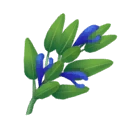 Sage | Winkeltje Wiki | Fandom