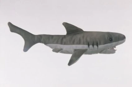 Suzy shark | Winnie the pooh clubhouse Wikia | Fandom