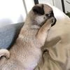 Winston | Winston the pug Wiki | Fandom