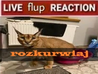 Wiocha Wiki | Fandom