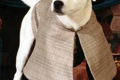 Adam Springfield Wishbone