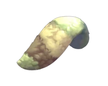 Punch Rat Tail | Witch Spring Wiki | Fandom