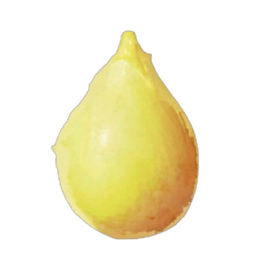 Flame Frog Fire Pouch | Witch Spring Wiki | Fandom