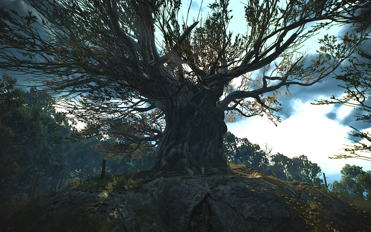 Ancient Oak | Witcher Wiki | Fandom