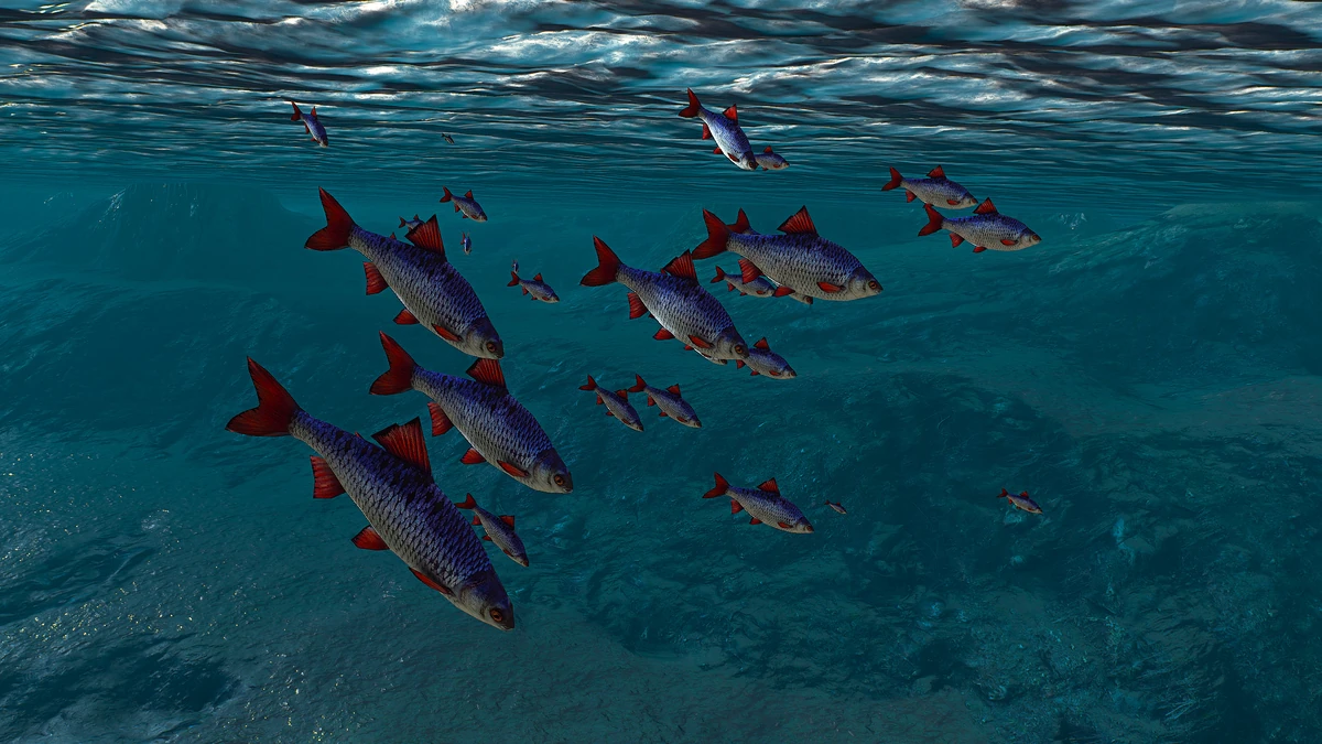 Fish | Witcher Wiki | Fandom