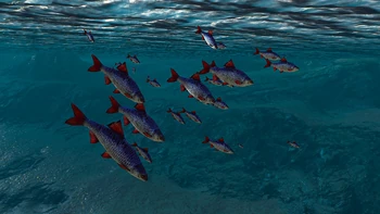 Fish | Witcher Wiki | Fandom