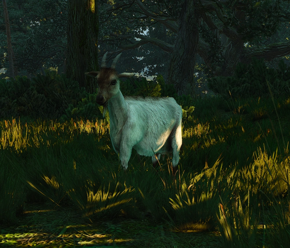 Goat | Witcher Wiki | Fandom