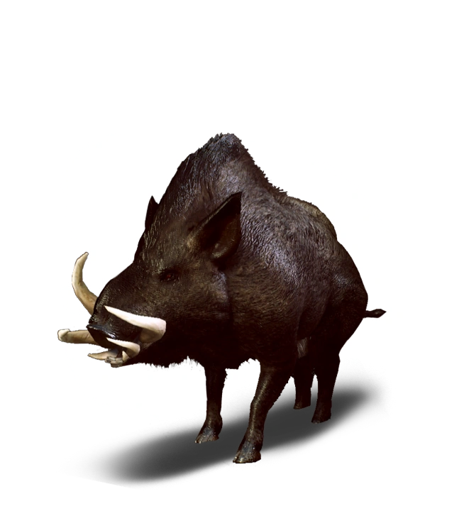 Wild boar | Witcher Wiki | Fandom