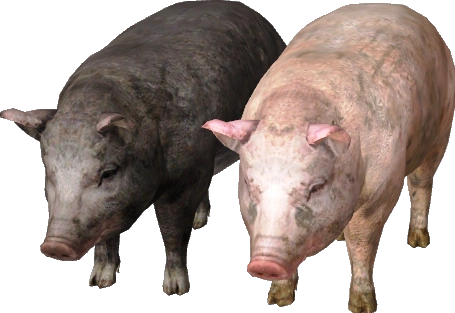 Pig | Witcher Wiki | Fandom