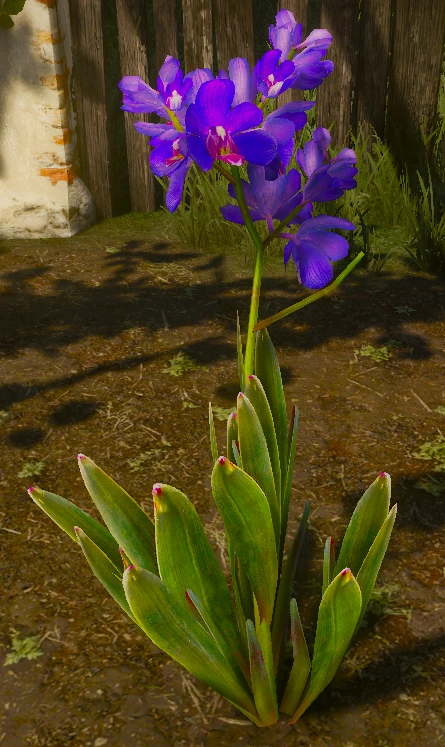 Blue Lotus Flower Witcher 3 - Home Alqu