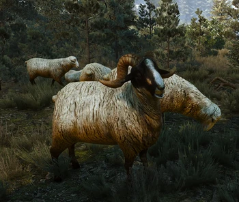 Sheep | Witcher Wiki | Fandom