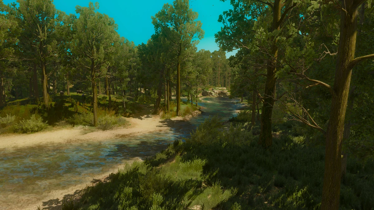 Marcescent Forest | Witcher Wiki | Fandom