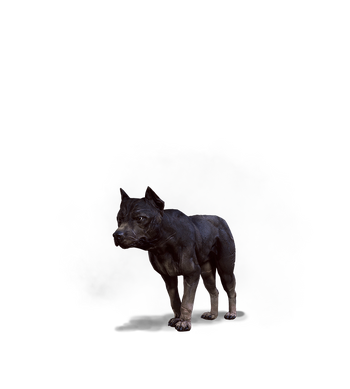 Dog | Witcher Wiki | Fandom