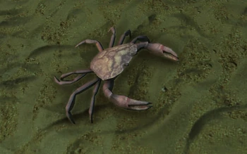 Crab | Witcher Wiki | Fandom