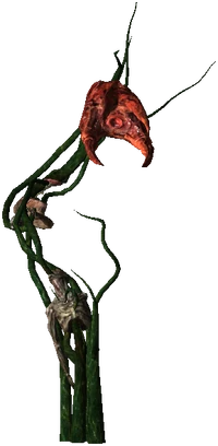 Echinops - The Official Witcher Wiki