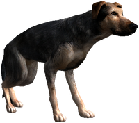 Dog - The Official Witcher Wiki