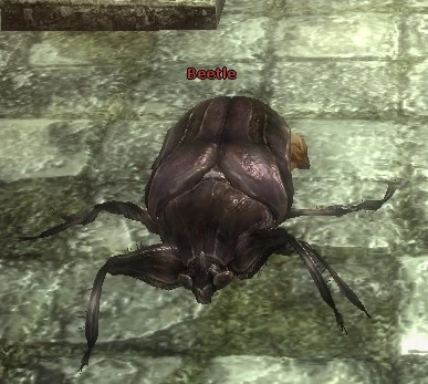 Beetle | Wizardry Online Wiki | Fandom
