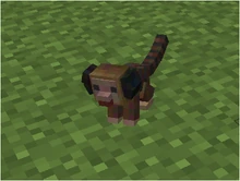 Marmoset | WizardsAnimalsWiki Wiki | Fandom
