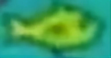 Green Fish | WKBS PBS Kids Wiki | Fandom