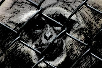 Animals (nWoD) | Wod | Fandom