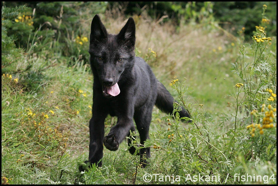 Never Giving Up | Wolf Fanfiction Wiki | Fandom