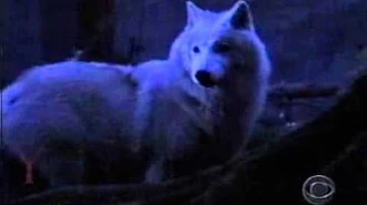 Wolf Lake Wiki | Fandom
