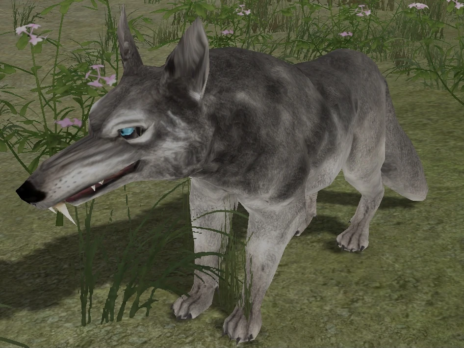 Wild Wolf | Wolf Online 2 Wiki | Fandom