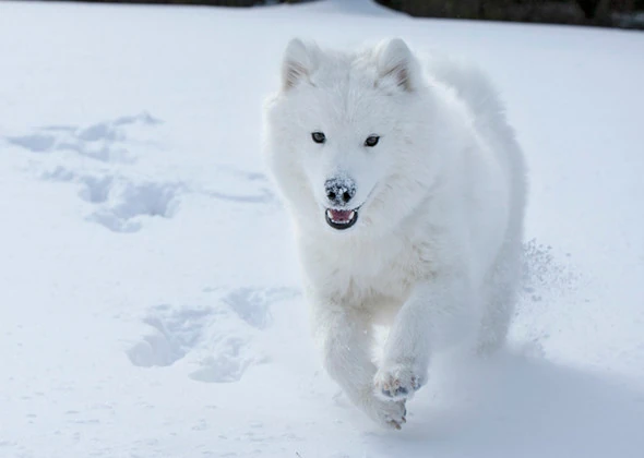Noka | Wiki Wolf Pack | Fandom