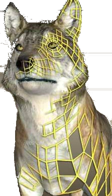 Start | WolfQuest Wiki | Fandom