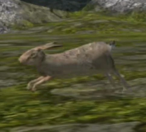 Hare | Wolf Simulator Evolution Wiki | Fandom