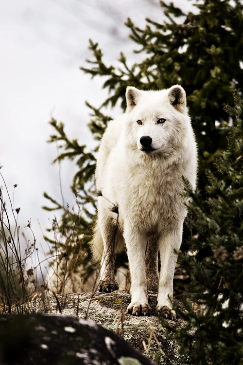 Rocko | Wolf Wiki | Fandom